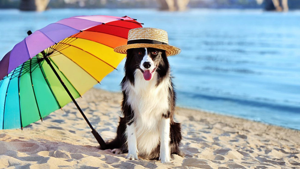 Las mejores playas para perros de España | Viajes