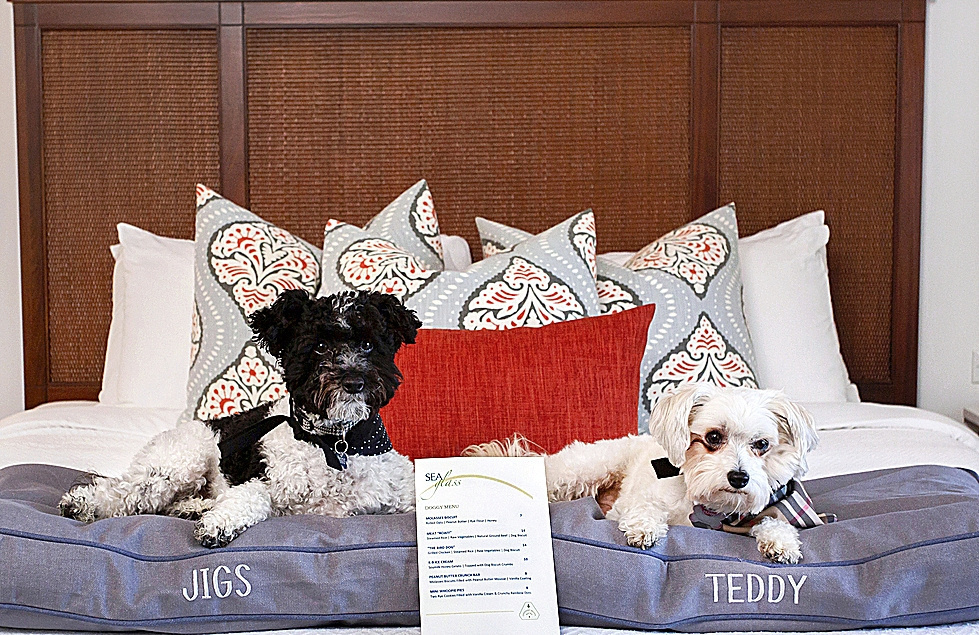 Rocky y Elvis ahora son admitidos en los hoteles de lujo | Viajes