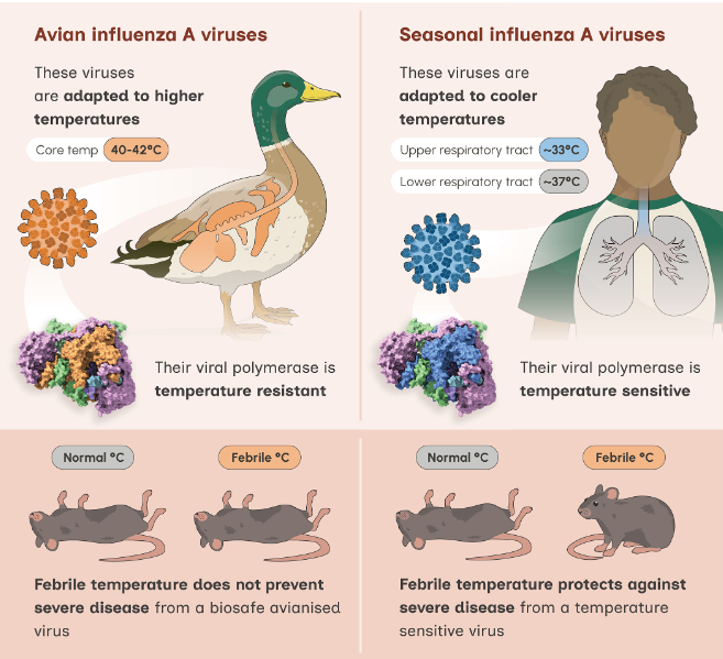 Explican cómo el virus de la gripe aviar es capaz de resistir la fiebre ...
